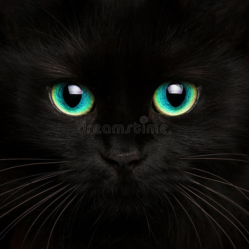 Museau Mignon D'une Fin De Chat Noir Photo stock - Image du domestique ...