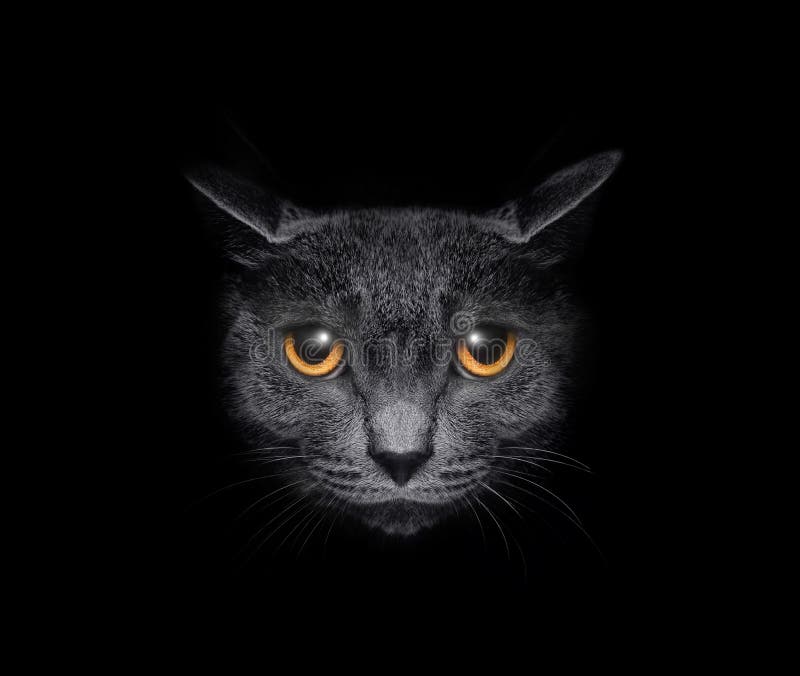 Museau Terrible D'un Chat Noir Avec Les Yeux Rouges Image stock - Image ...
