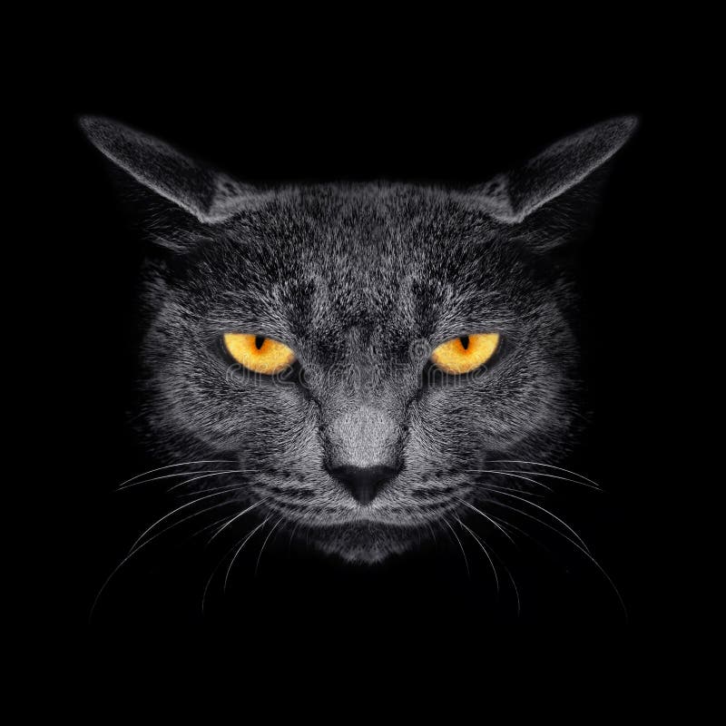 Museau Terrible D'un Chat Noir Avec Les Yeux Rouges Image stock - Image ...