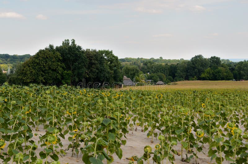 Museo de Pirogov foto de archivo. Imagen de edificio - 38851676