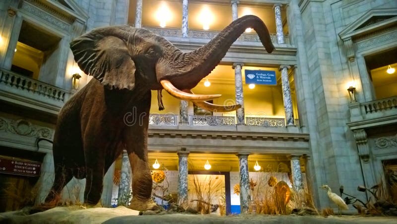 Museo De Smithsonian De La Historia Natural Imagen de archivo editorial ...