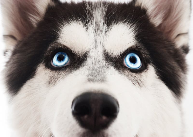 Museruola Di Un Primo Piano Del Cane Del Husky Immagine Stock ...