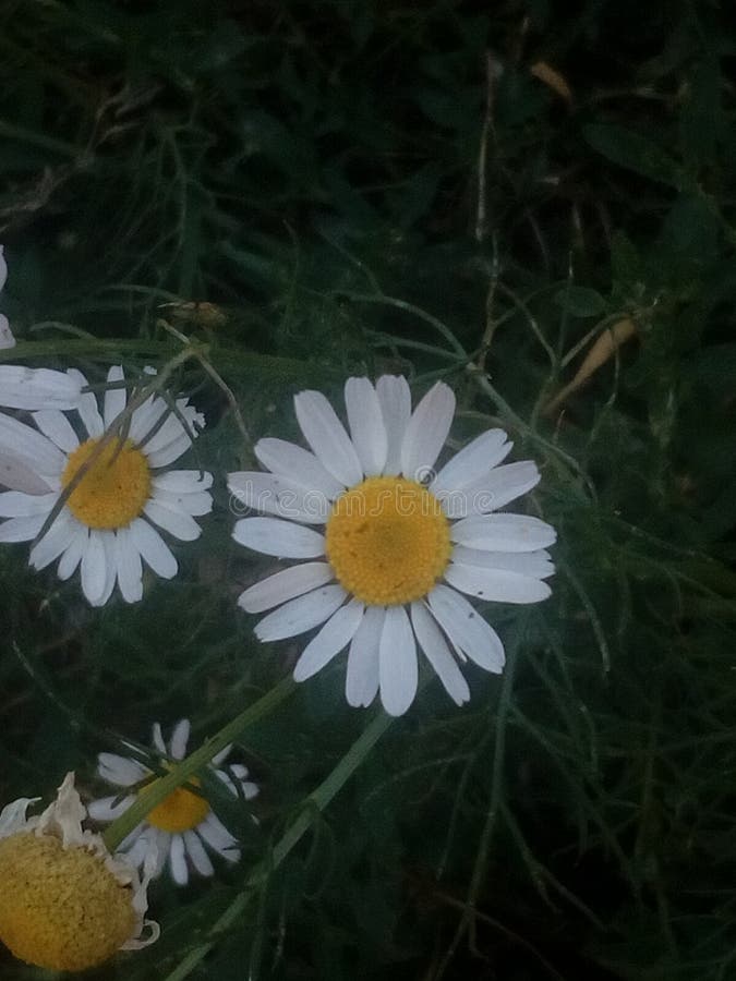 Musetel !!! stock image. Image of season, musetel, flower - 97414215