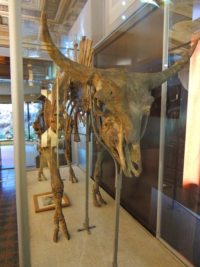 Bison skeleton stock image. Image of skeletal, ancient - 5888385