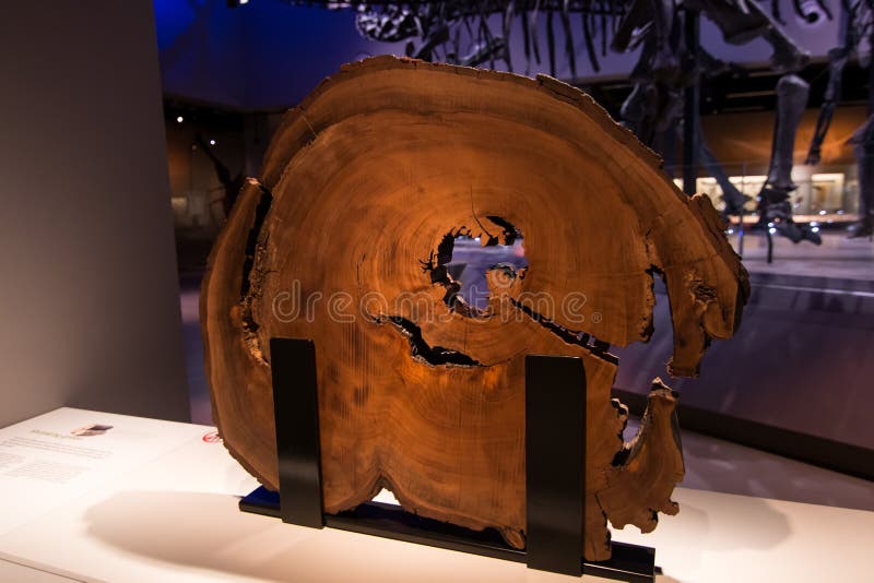 Tree among Fog stock photo. Image of morning, horror - 22426908