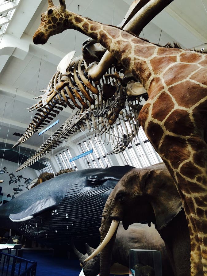 Museum of Natural History Animals Editorial Photo - Image of museum ...