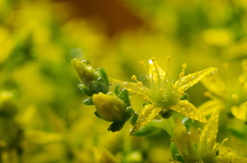 Musgo amarillo de la flor foto de archivo. Imagen de fresco - 68617452