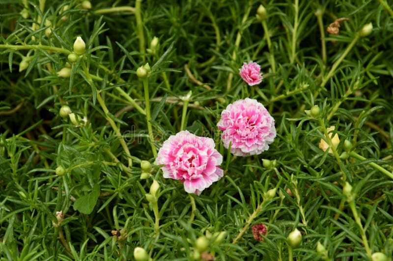 Musgo color de rosa rosado foto de archivo. Imagen de anual - 77062496