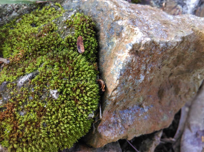Musgo con la piedra foto de archivo. Imagen de roca, musgo - 46899530