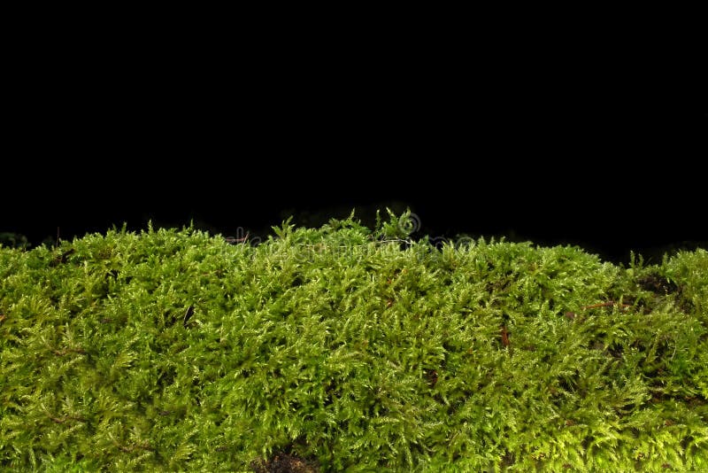 Musgo contra fondo negro foto de archivo. Imagen de exterior - 34389500