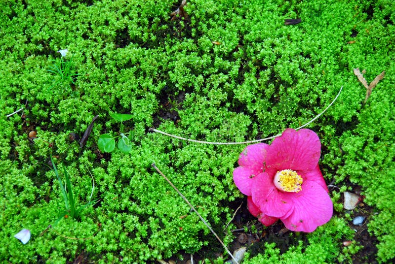 Musgo Cor-de-rosa Do Verde Da Flor Foto de Stock - Imagem de ...