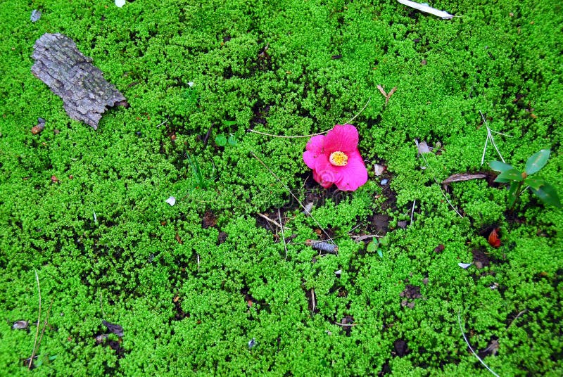 Musgo Cor-de-rosa Do Verde Da Flor Imagem de Stock - Imagem de flor ...