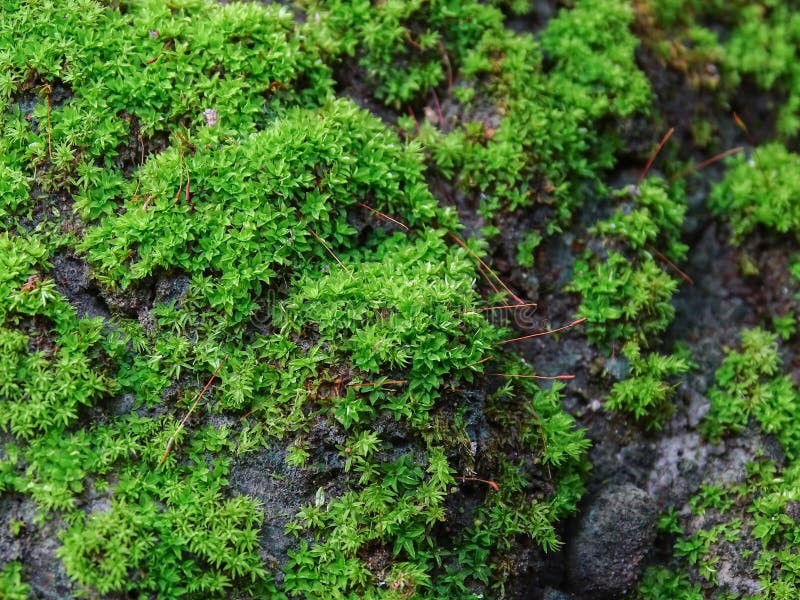 Musgo De Bosque Verde Que Crece En La Roca Imagen de archivo - Imagen ...