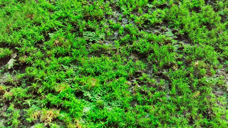 Musgo de Sphagnum foto de archivo. Imagen de sphagnum - 26610402