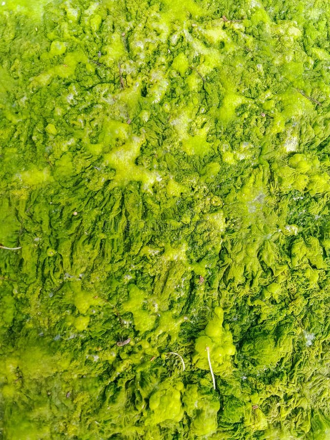 Madera Con Musgo Aislado Sobre Fondo Blanco Png Imagen de archivo ...