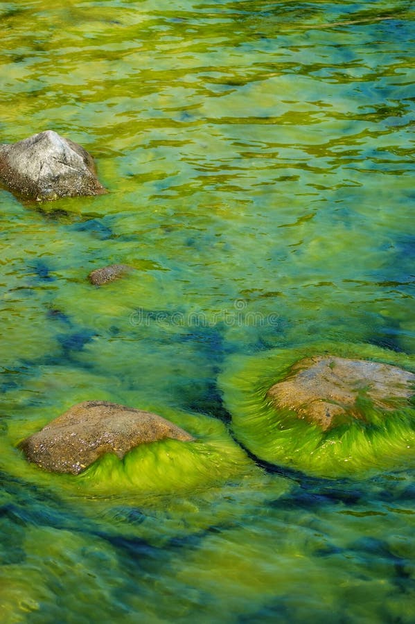 Musgo de mar foto de archivo. Imagen de océano, piedras - 2575004