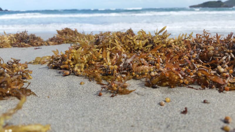 Musgo De Mar Perto Da Costa De Mar Foto de Stock - Imagem de costa ...