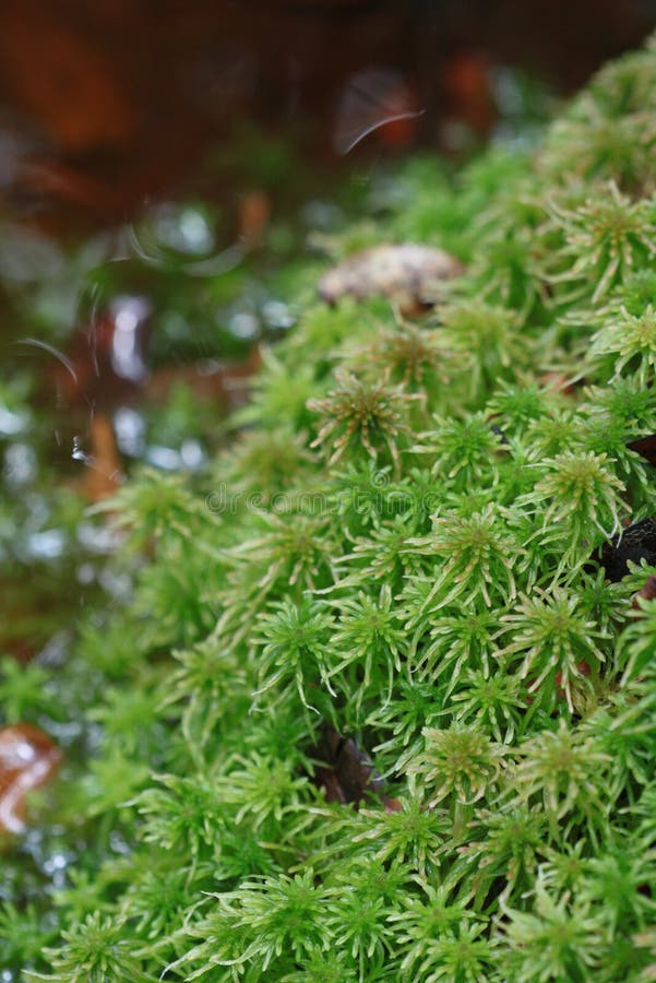 Musgo de Sphagnum foto de archivo. Imagen de sphagnum - 26610402