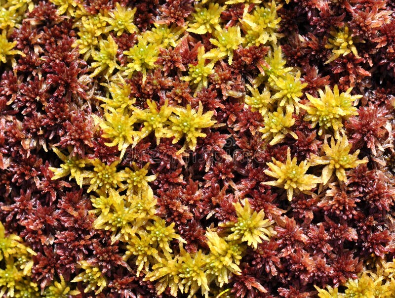 Musgo de Sphagnum foto de archivo. Imagen de blur, parque - 6574544