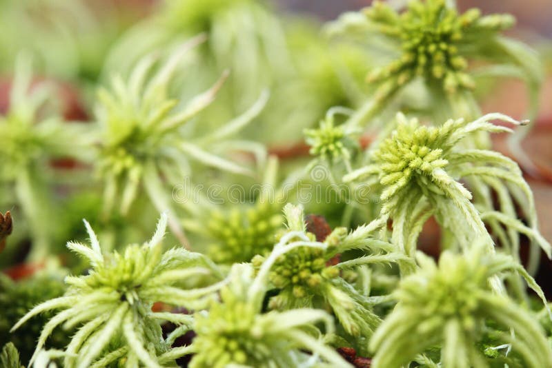 Musgo de turba (Sphagnum) foto de archivo. Imagen de primer - 16968720