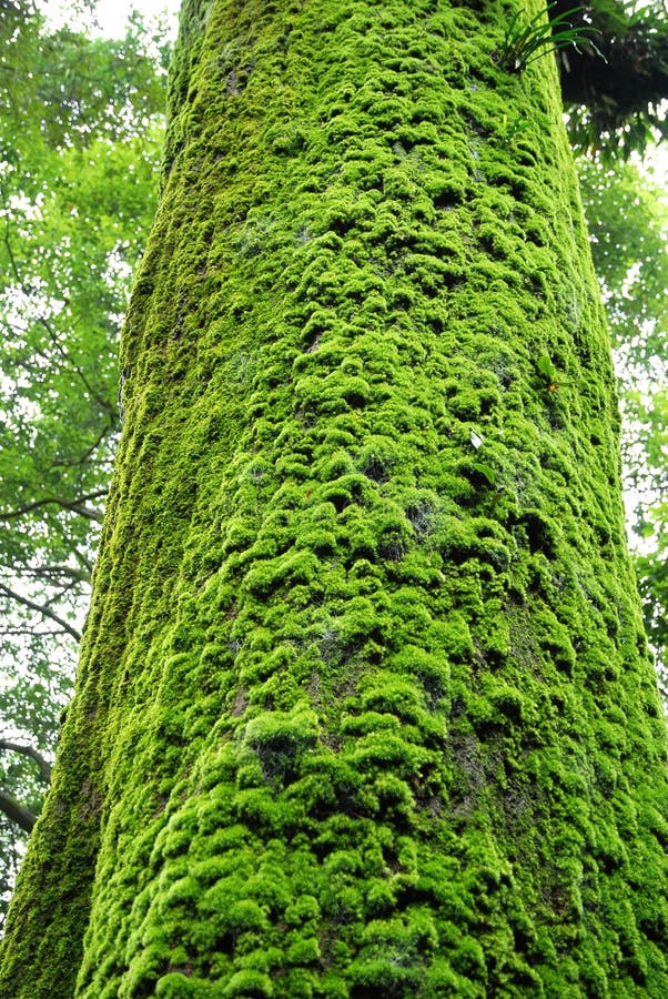 Musgo en árbol imagen de archivo. Imagen de planta, crecimiento - 27232345