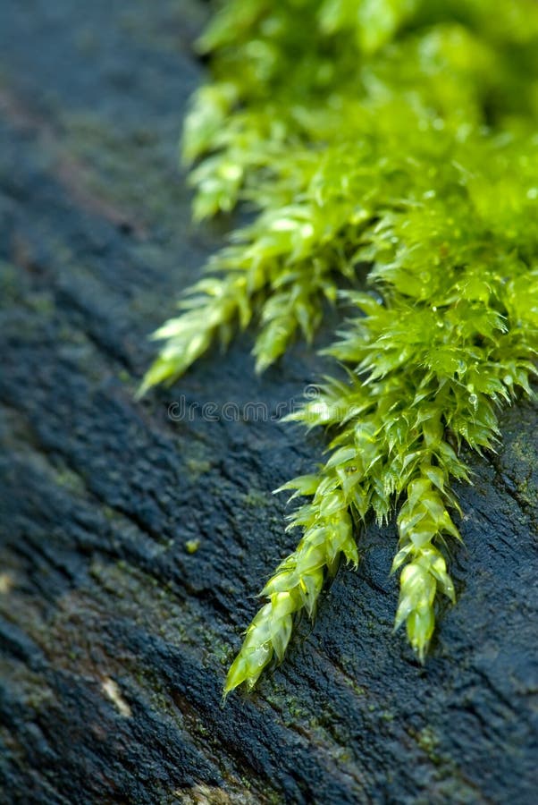Musgo en árbol foto de archivo. Imagen de negro, cierre - 3931924