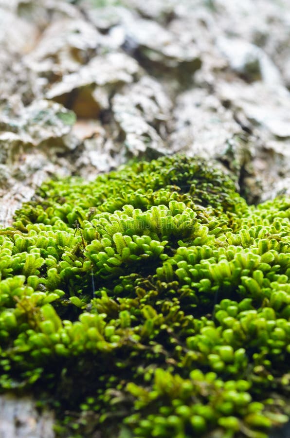 Musgo en el árbol foto de archivo. Imagen de belleza - 24811574