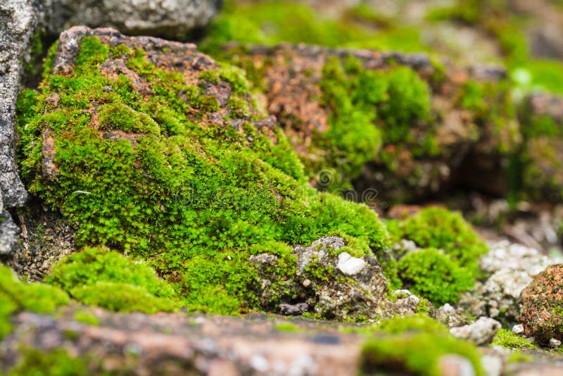 Musgo y roca foto de archivo. Imagen de acuario, roca - 20744274