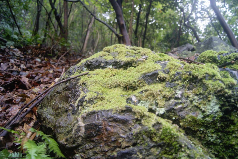 Musgo en rocas imagen de archivo. Imagen de cubierta - 96526267