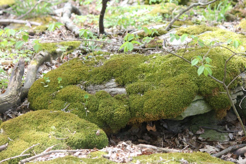 Musgo en rocas en bosque foto de archivo. Imagen de paisaje - 120172222