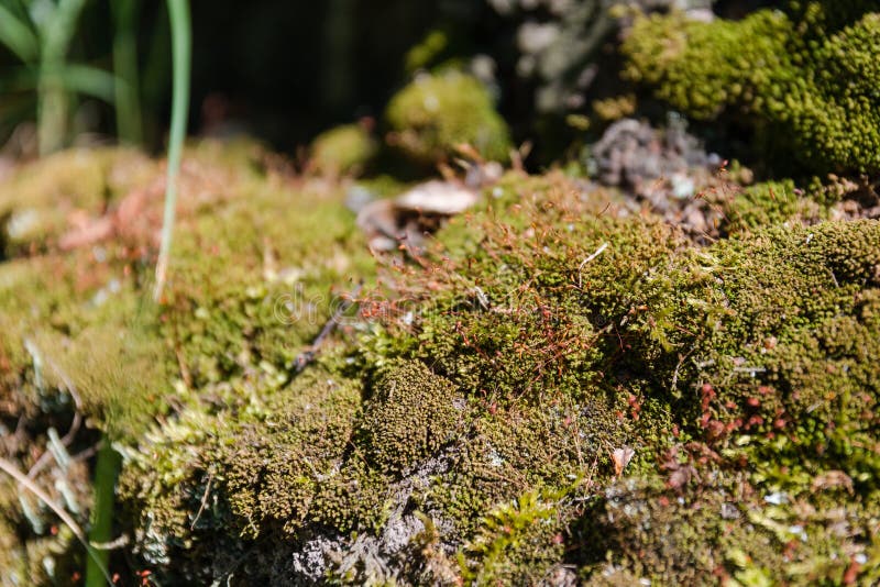 El Musgo Verde Crece Sobre Piedras. Naturaleza Silvestre. Moss En Las ...