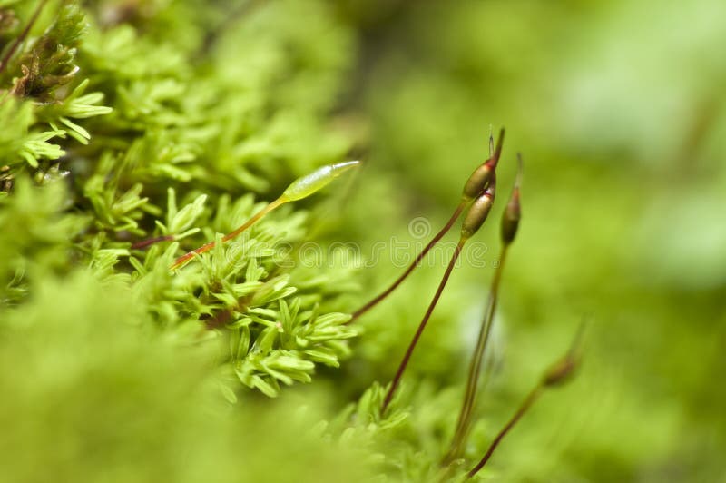 Musgo macro foto de archivo. Imagen de planta, plantas - 16384320