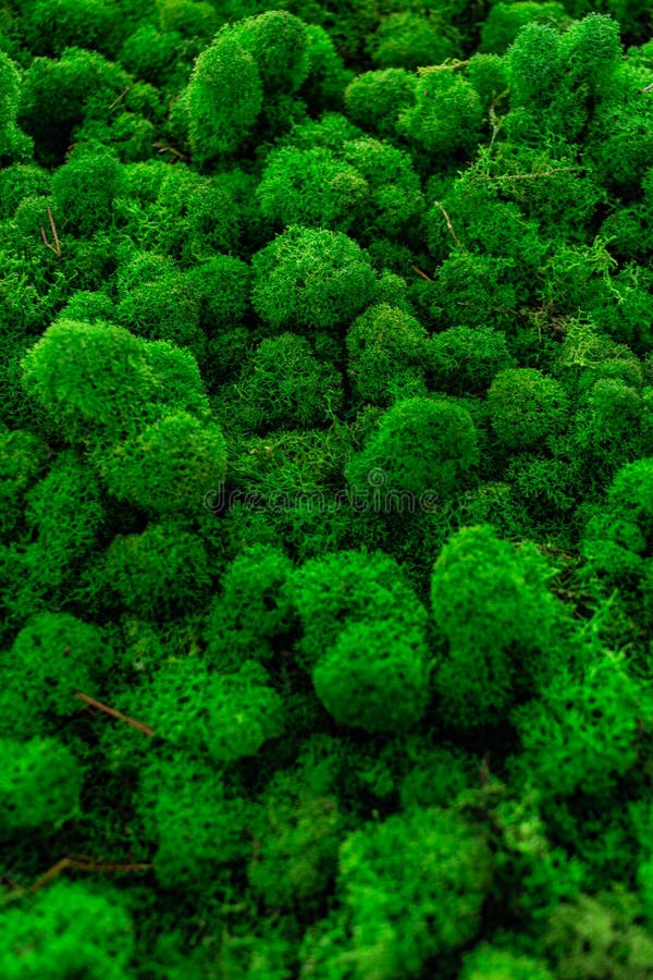 Musgo Natural. Textura De Fundo Verde Do Musgo. Foto de Stock - Imagem ...