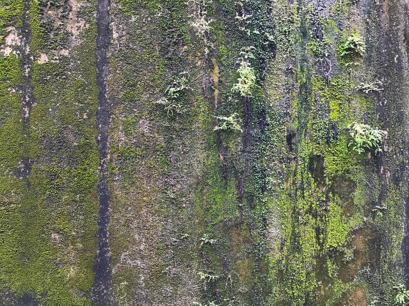 Musgo No Fundo Do Muro De Cimento Foto de Stock - Imagem de velho ...