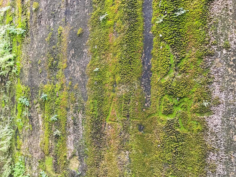 Musgo No Fundo Do Muro De Cimento Imagem de Stock - Imagem de concreto ...