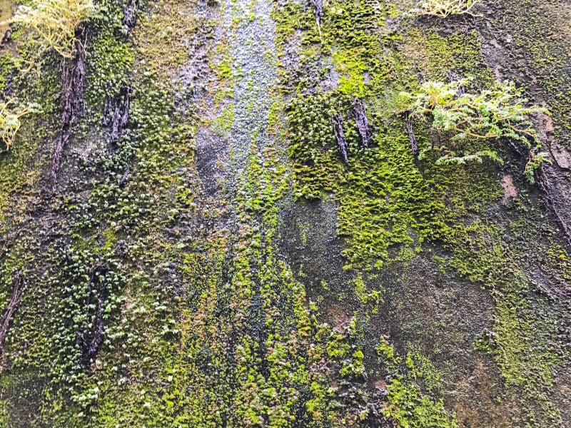 Musgo No Fundo Do Muro De Cimento Foto de Stock - Imagem de pintura ...