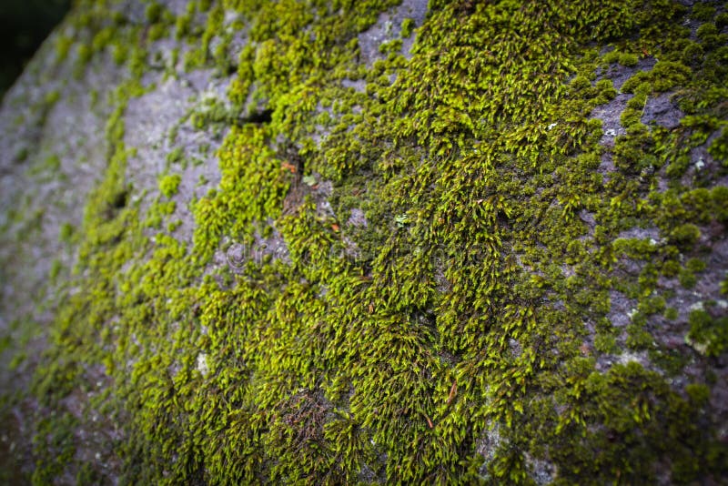 Musgo que crece en roca foto de archivo. Imagen de verde - 125288010