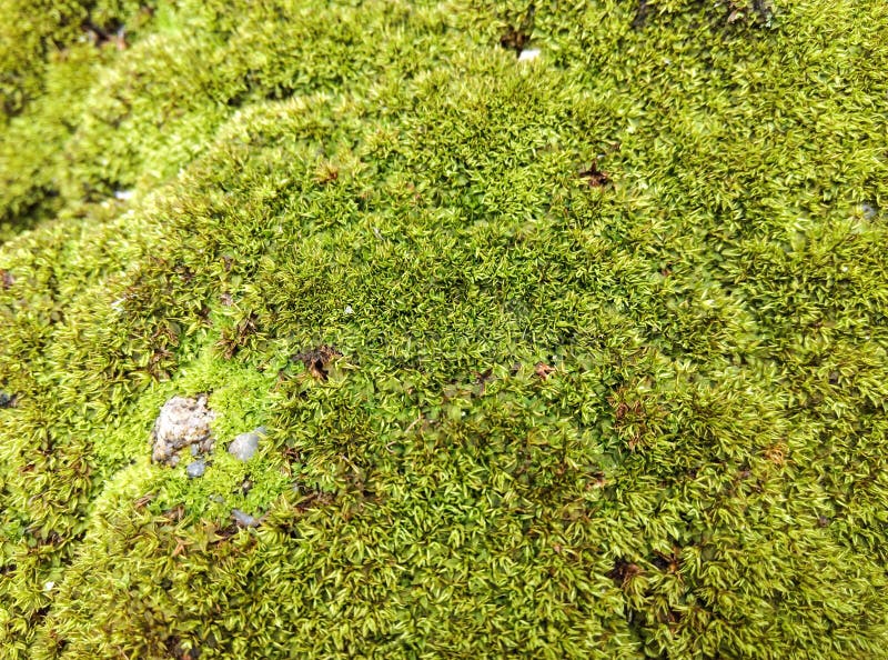 Musgo que crece en rocas imagen de archivo. Imagen de textura - 45053661