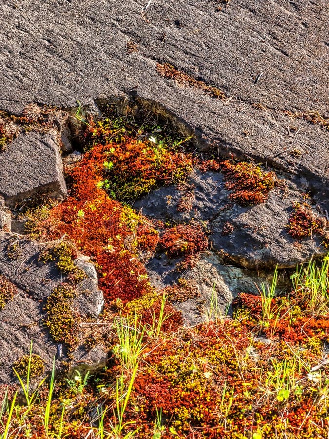 Musgo Que Crece En Una Roca Imagen de archivo - Imagen de mordedura ...
