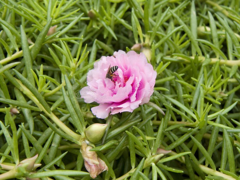 Musgo-rosa Ou Flores Do Purslane Foto de Stock - Imagem de delicado ...