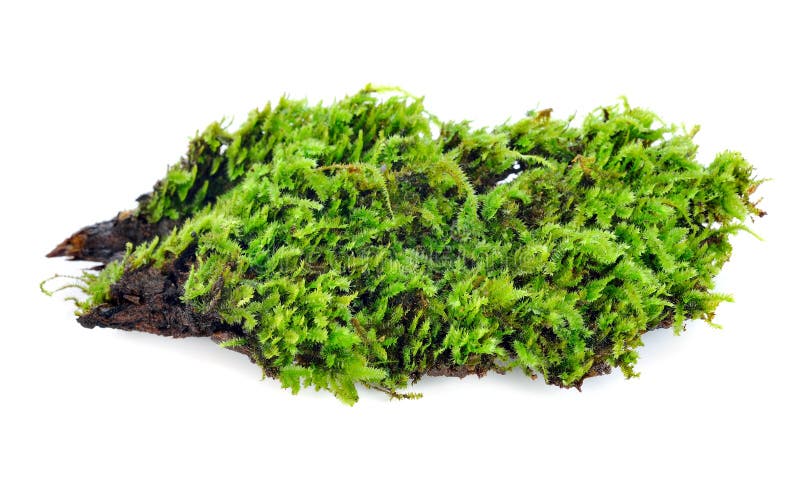 Musgo verde imagem de stock. Imagem de fundo, floresta - 72425047