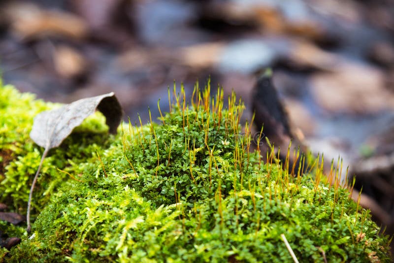 Musgo verde claro imagen de archivo. Imagen de brillante - 37451551