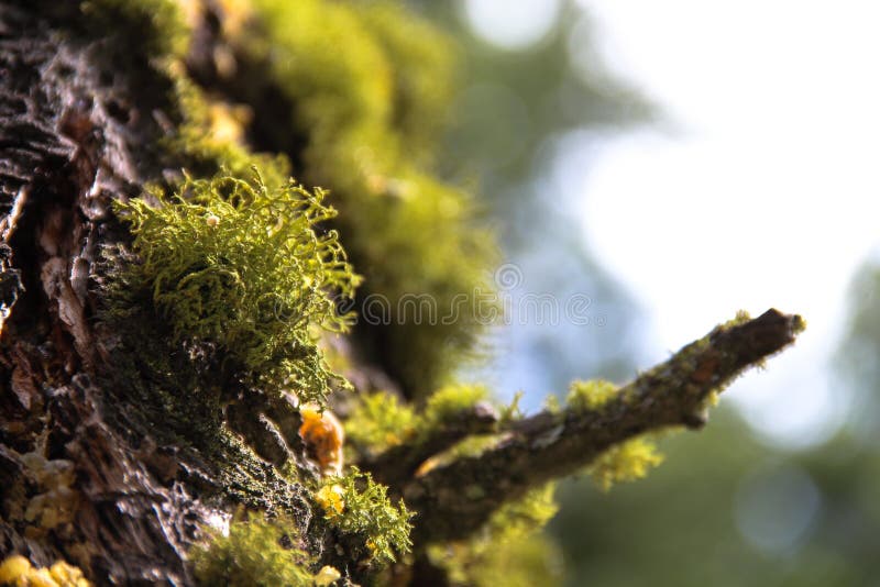 Musgo Verde En Tronco De árbol Imagen de archivo - Imagen de outdoor ...