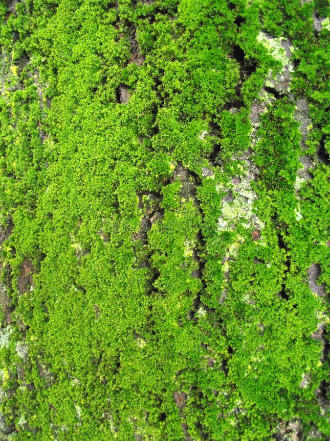 Musgo Verde En Tronco De árbol Imagen de archivo - Imagen de outdoor ...
