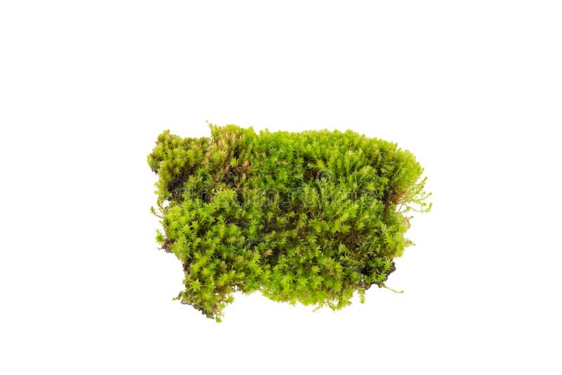Musgo Verde, Musgo Verde Claro Foto de archivo - Imagen de modelo, cubo ...