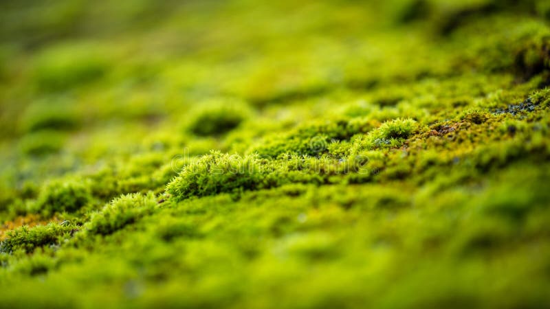 Musgo Verde Na árvore De Floresta Imagem de Stock - Imagem de daylight ...