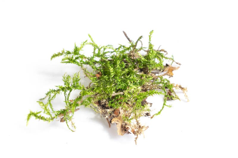 Musgo Verde Sobre Un Fondo Blanco Aislado Foto de archivo - Imagen de ...