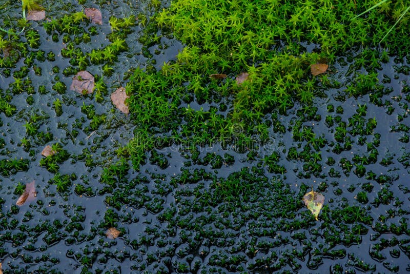 Musgos imagen de archivo. Imagen de mosaico, pantano - 81415271