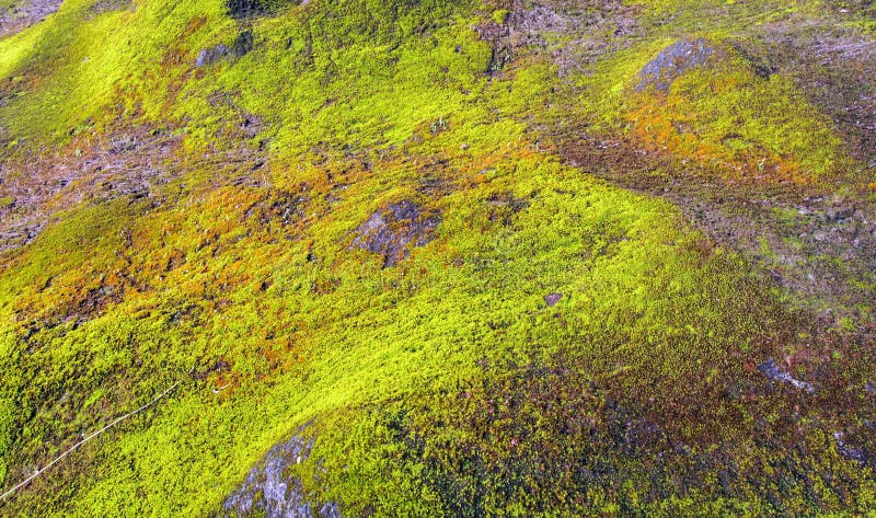 Musgos Fotos De Stock - Download 4,749 Fotos Libres de Derechos