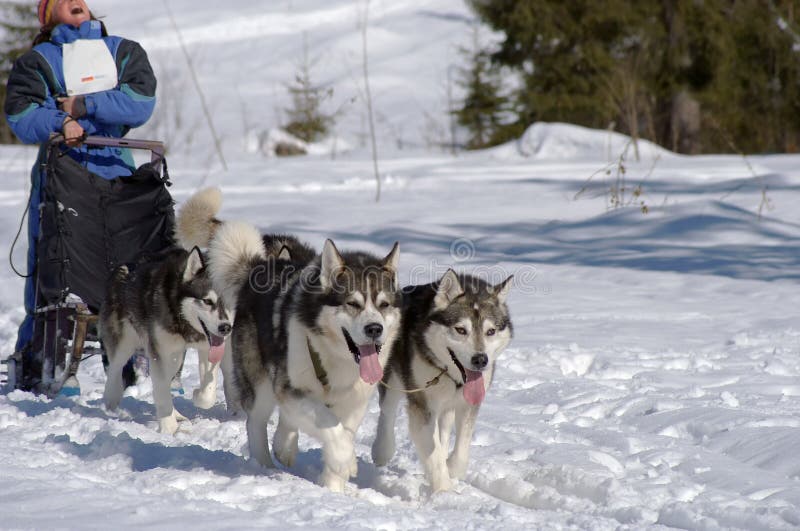 Husky race stock photo. Image of face, pets, huskies, canine - 8228370